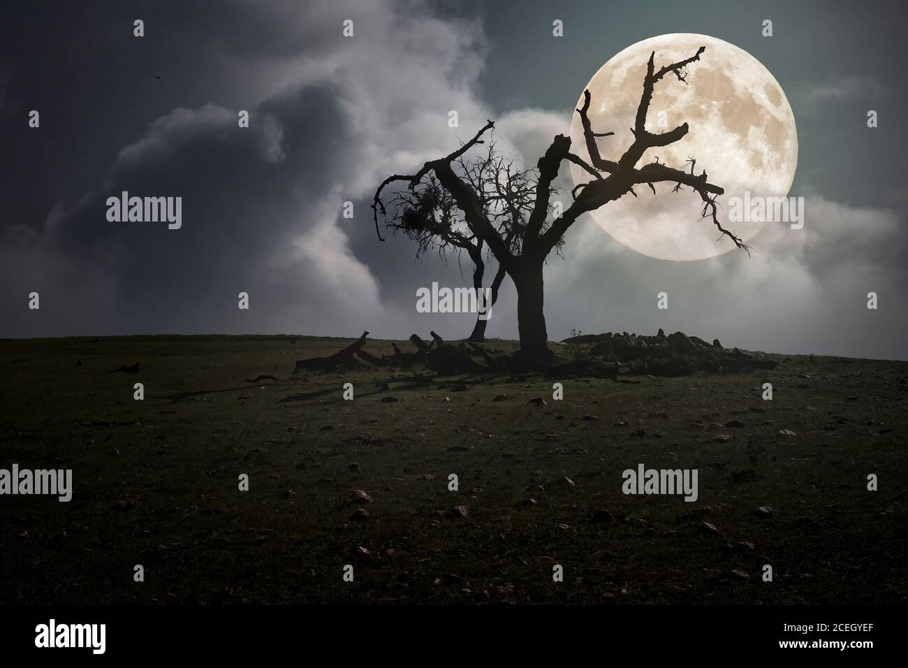 Silhouette of a bare tree against a full moon in a cloudy night Stock ...