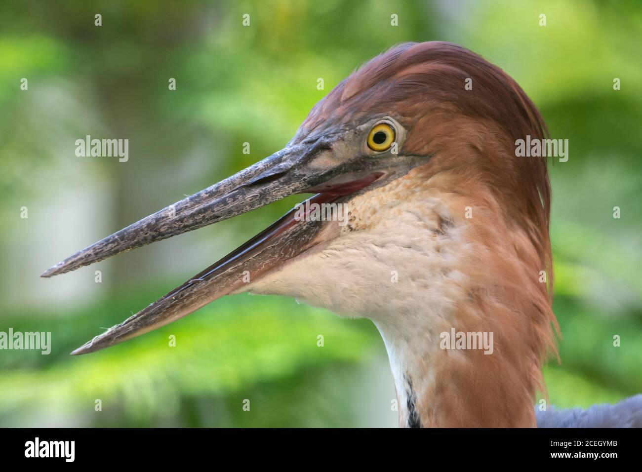 A Goliath heron (Ardea goliath), also known as the giant heron head ...