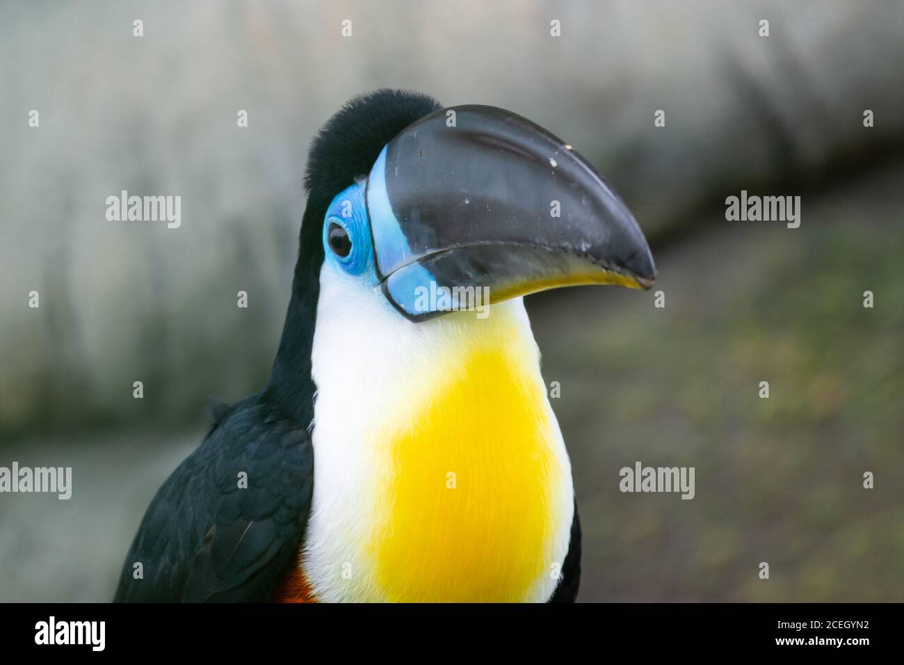 Ramphastos hi-res stock photography and images - Alamy