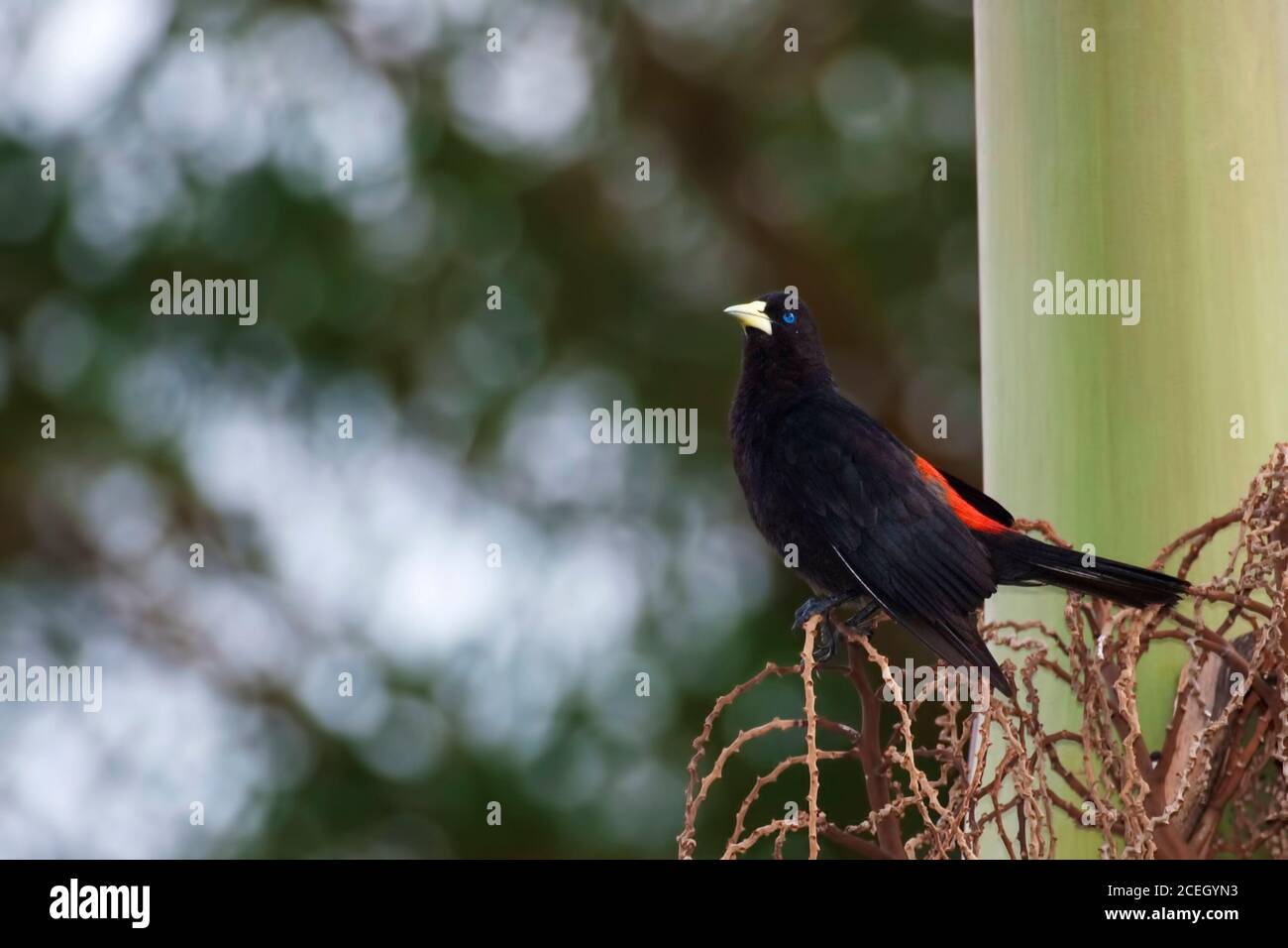 A Red Rumped Cacique, Cacicus haemorrhous, on fruiting tree Stock Photo ...