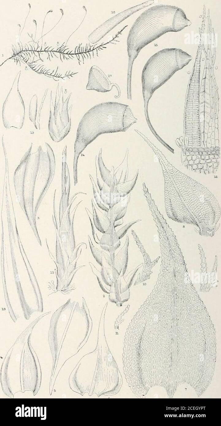 Monoicous hi-res stock photography and images - Alamy