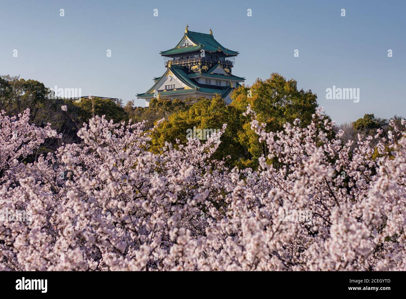Main keep of Osaka Castle with blooming cherry blossoms in spring in ...