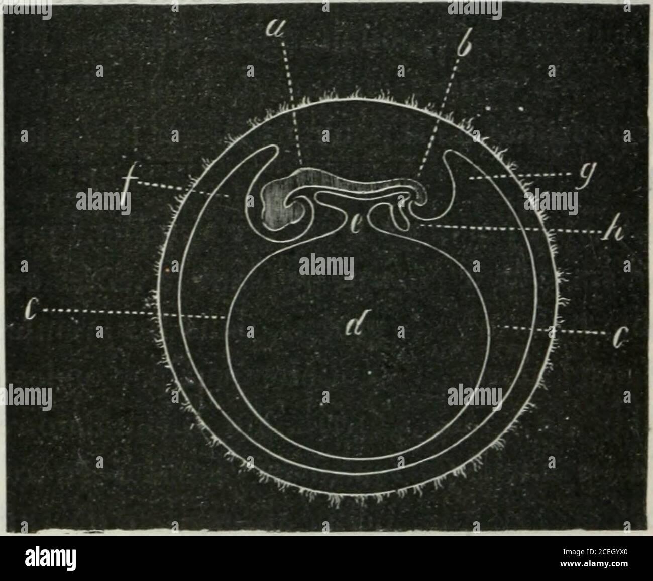 Placenta humain placenta humain hi-res stock photography and images - Alamy