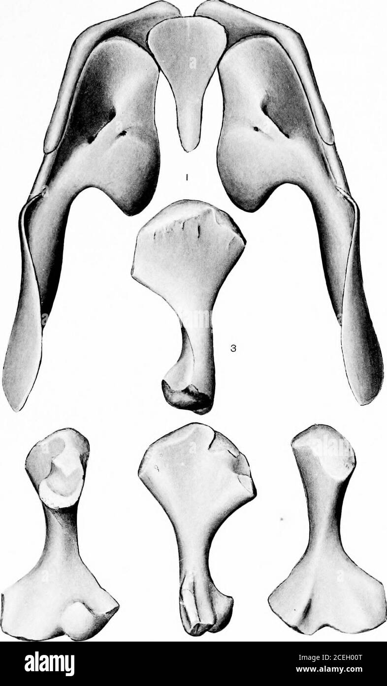 . Revision of the Amphibia and Pisces of the Permian of North America ...