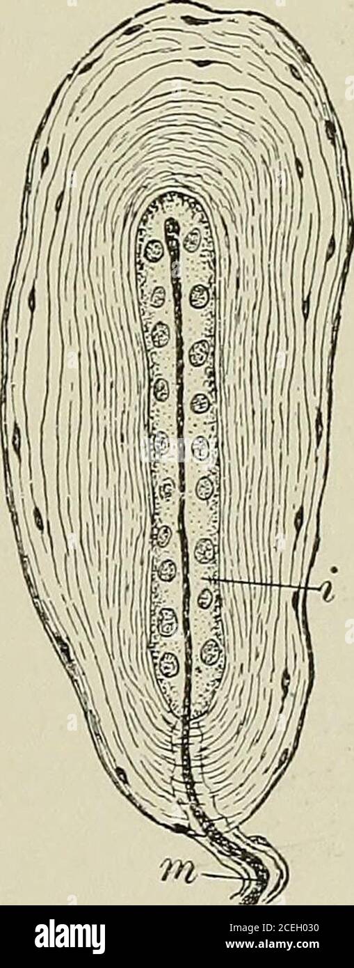 Pacinian Corpuscles Histology