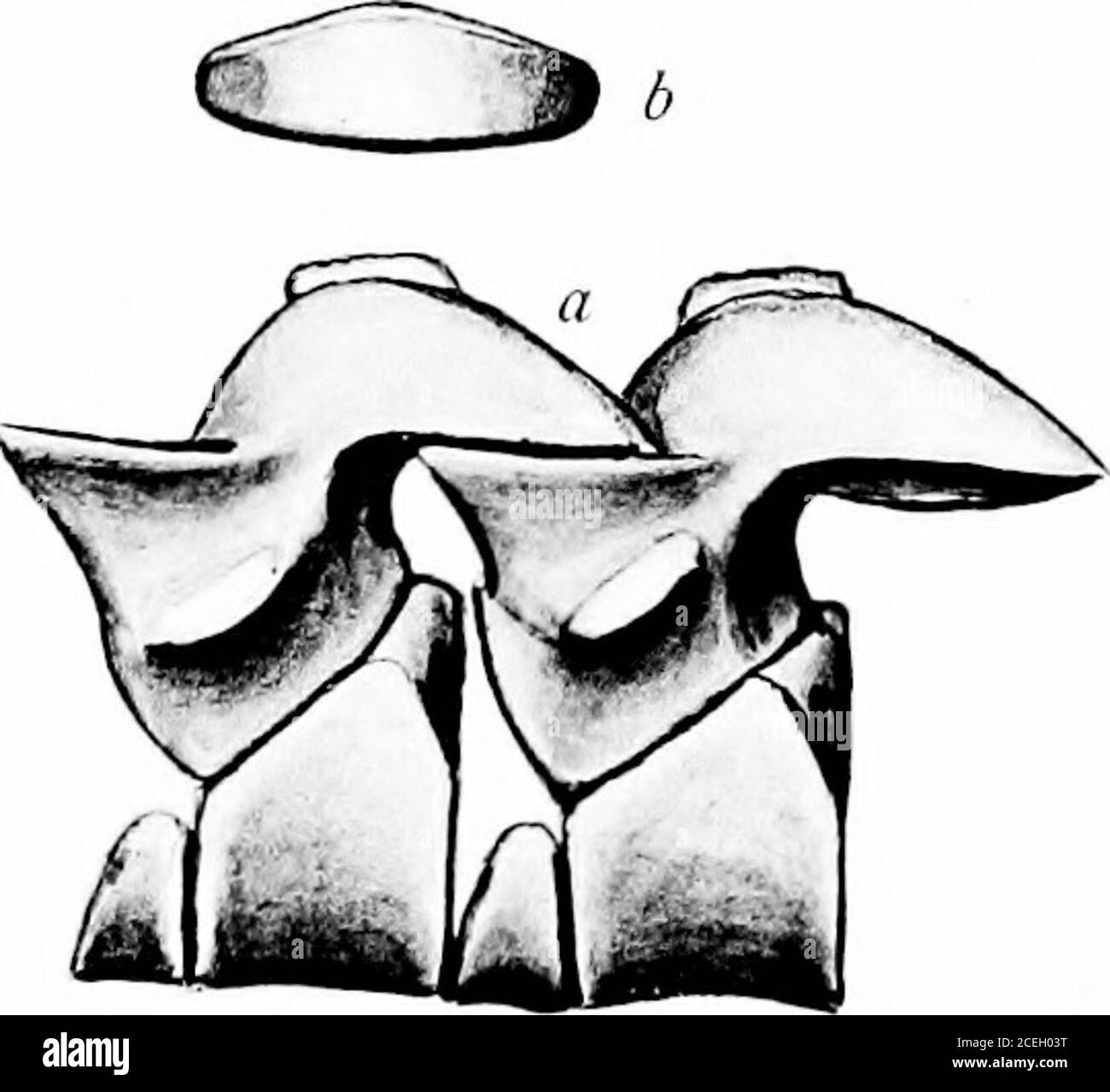 . Revision of the Amphibia and Pisces of the Permian of North America ...