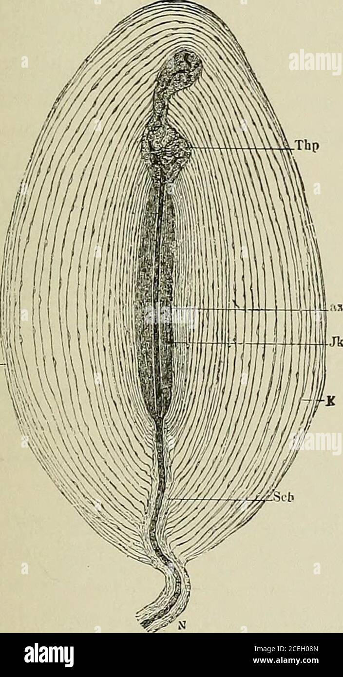 The nerves and their endings hi-res stock photography and images - Alamy