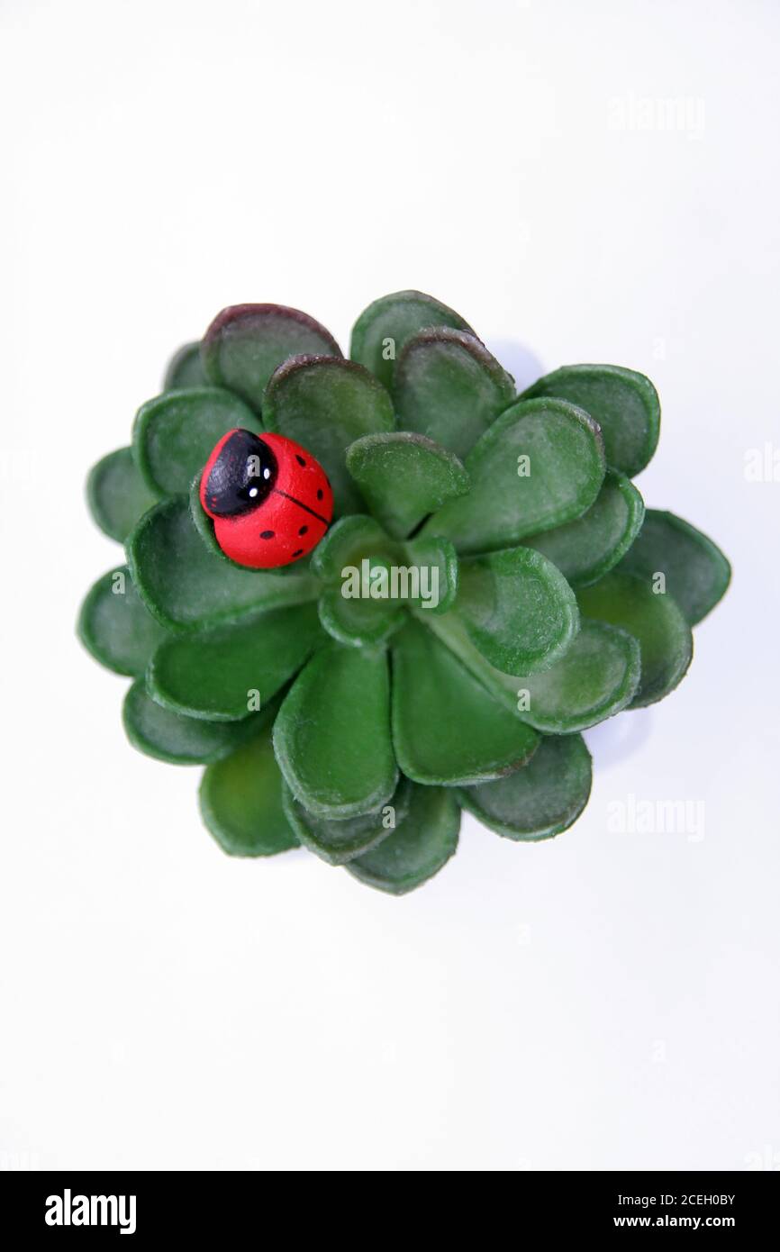 Lady bird blue house hi-res stock photography and images - Alamy