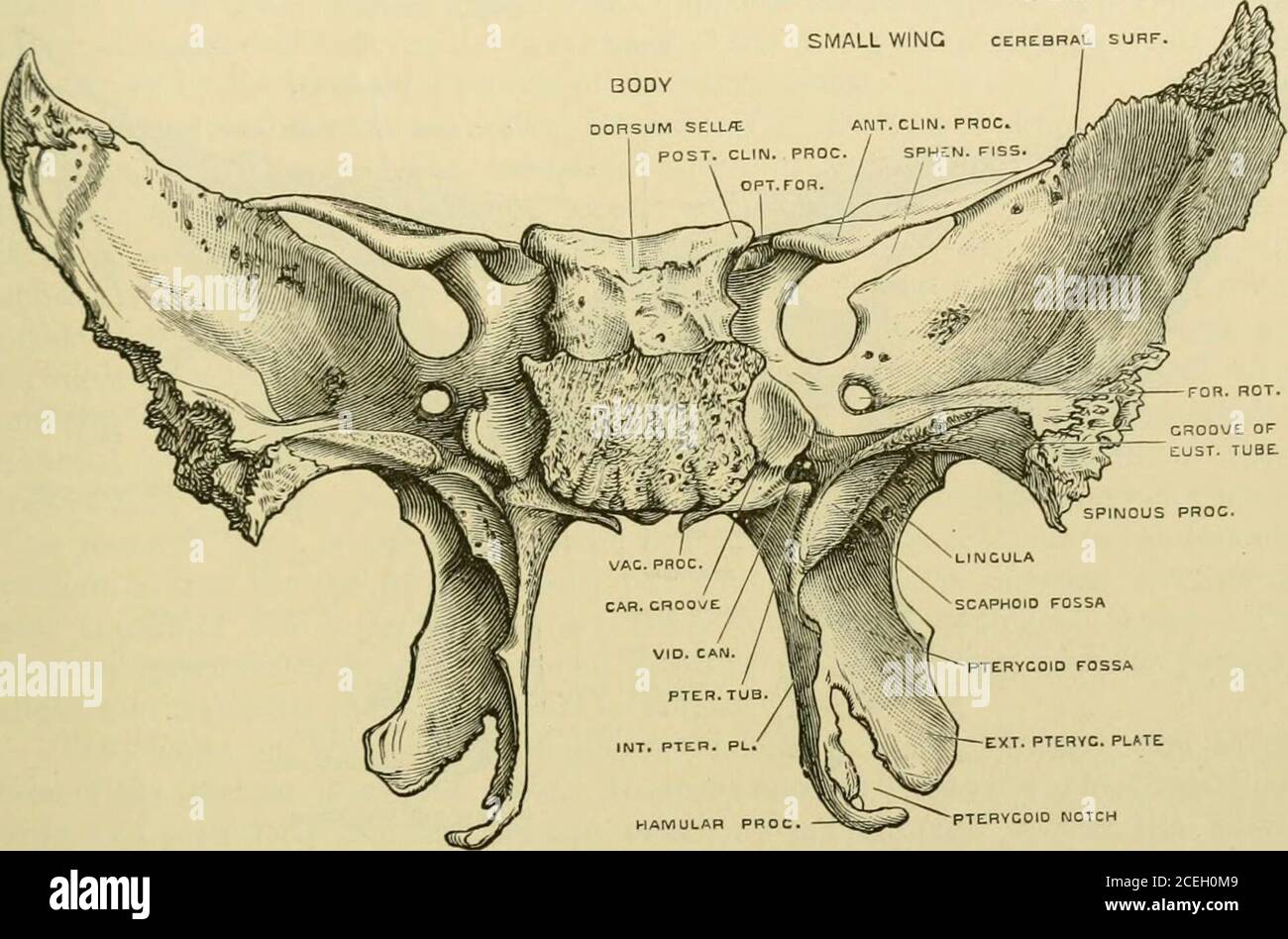 . Quain's Elements of anatomy. ex directed downwards and back-wards ...