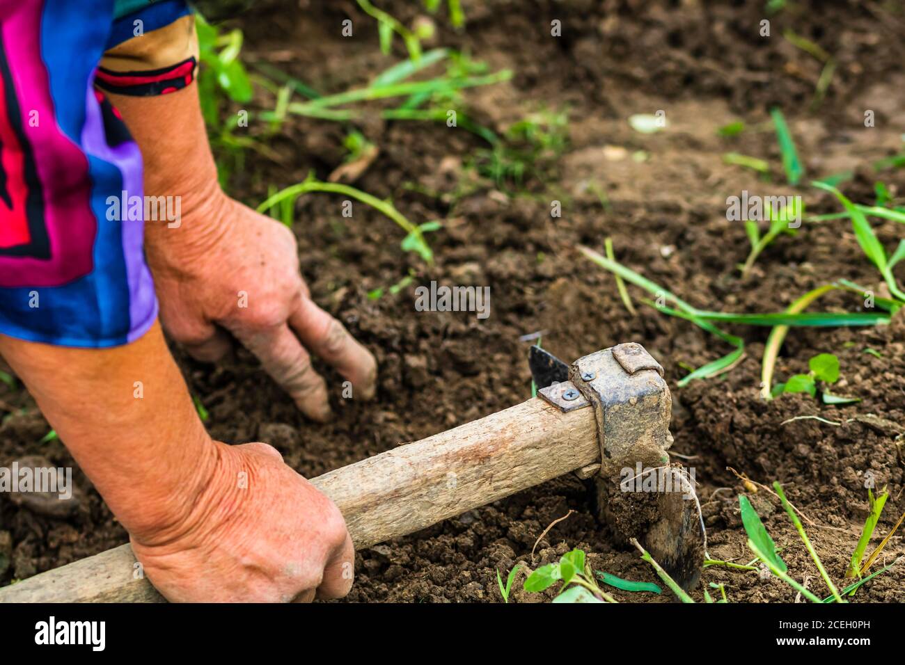 Harvesting and digging potatoes with hoe and hand in garden. Digging ...