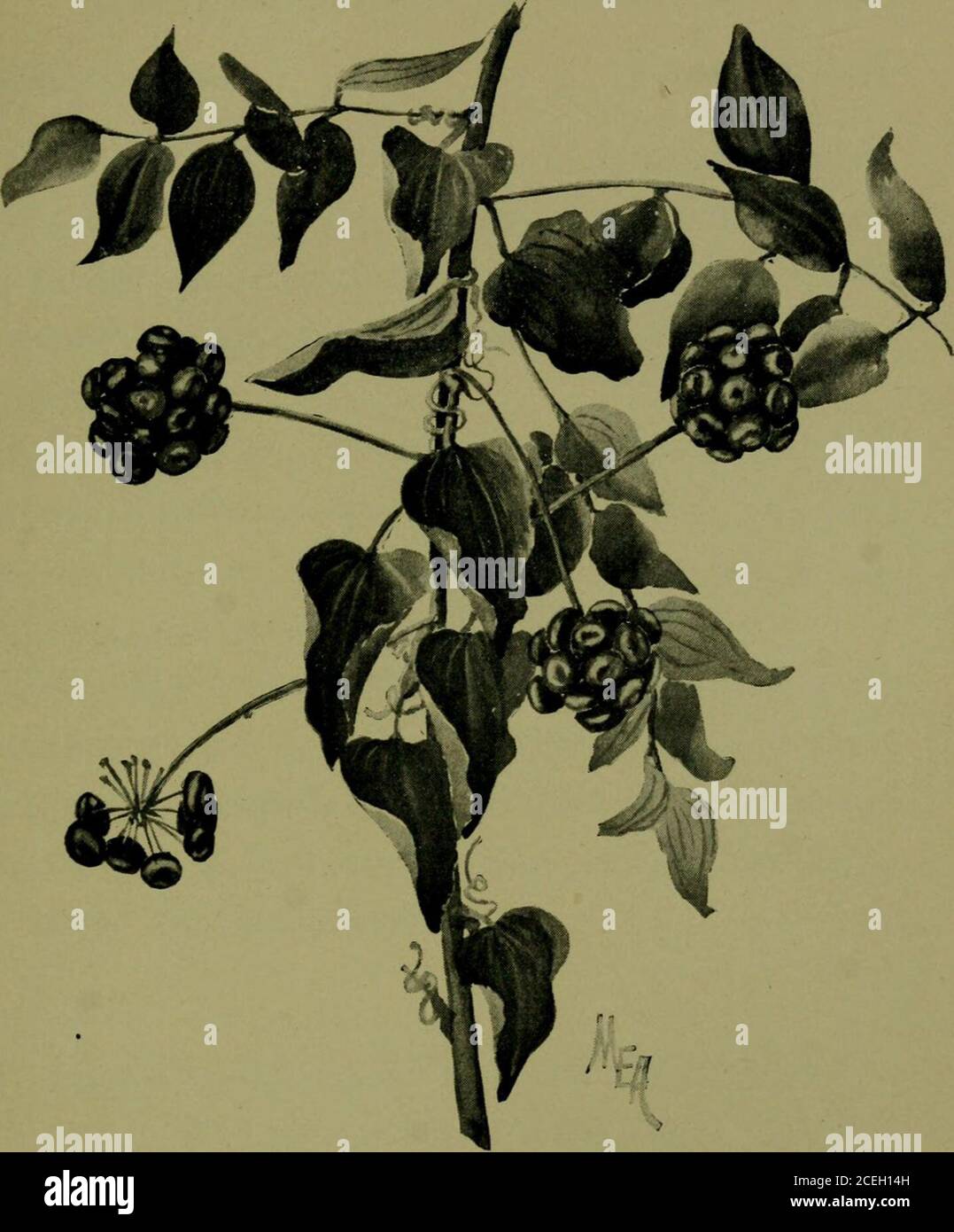 Obtuse leaf apex hi-res stock photography and images - Alamy