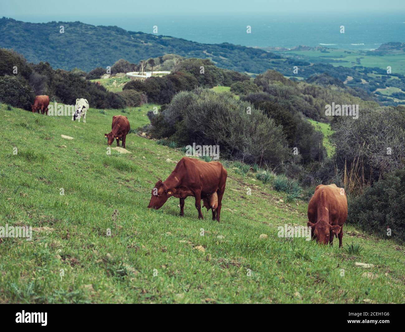 Brown cows pasturing on hill Stock Photo - Alamy