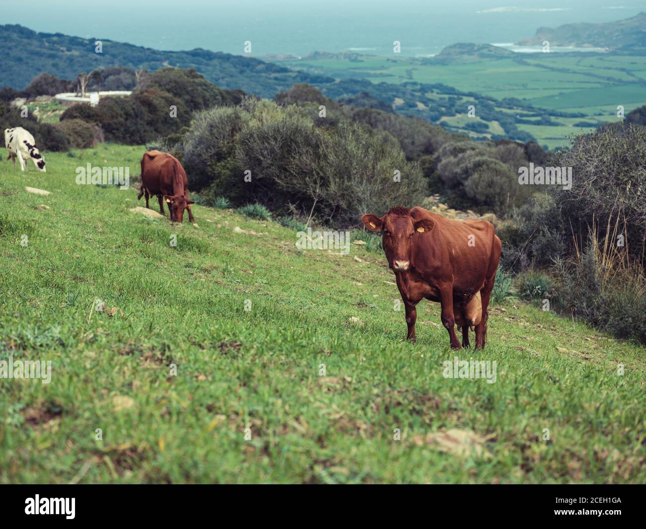 Brown cows pasturing on hill Stock Photo - Alamy