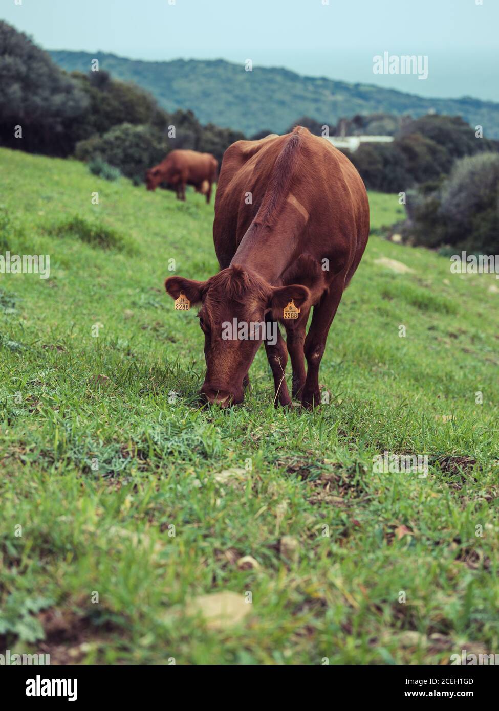 Pasturing cow hi-res stock photography and images - Alamy