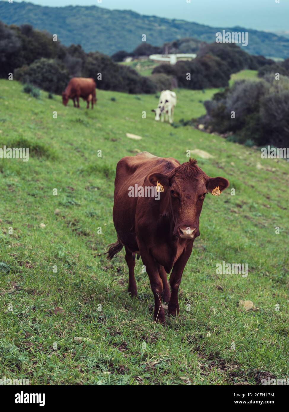Pasturing cow hi-res stock photography and images - Alamy