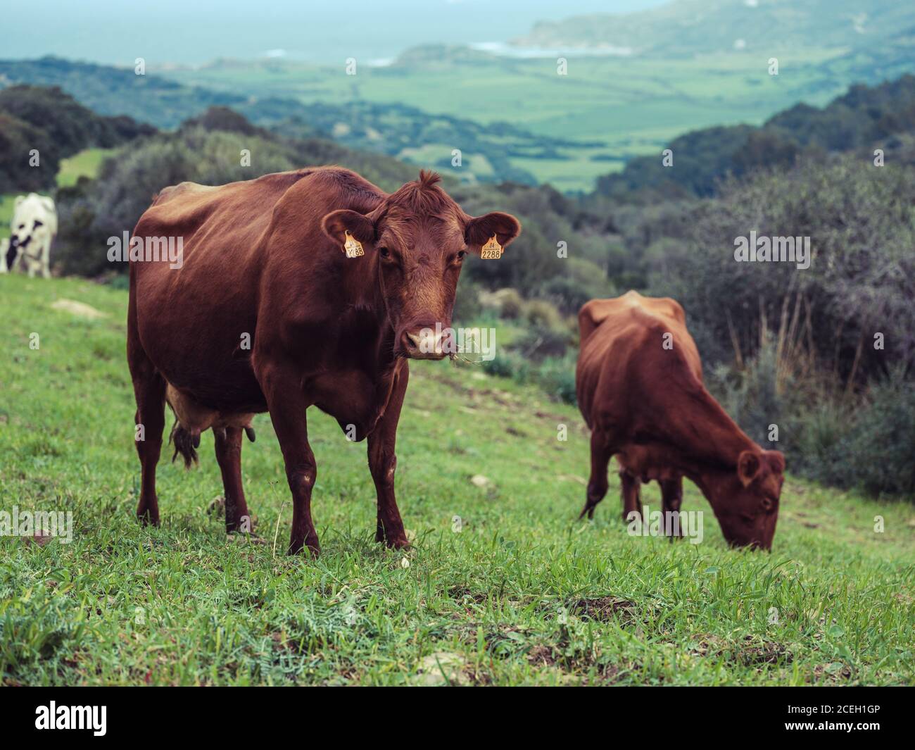 Cows grazing in the field Stock Photo - Alamy