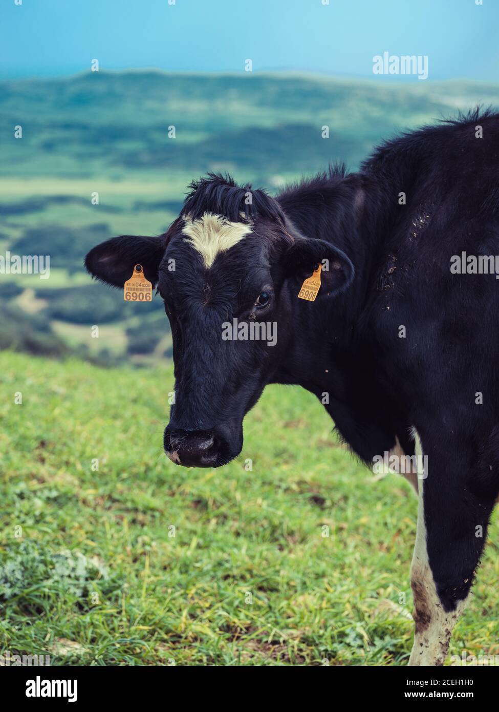 Cow With Big Ears High Resolution Stock Photography and Images - Alamy