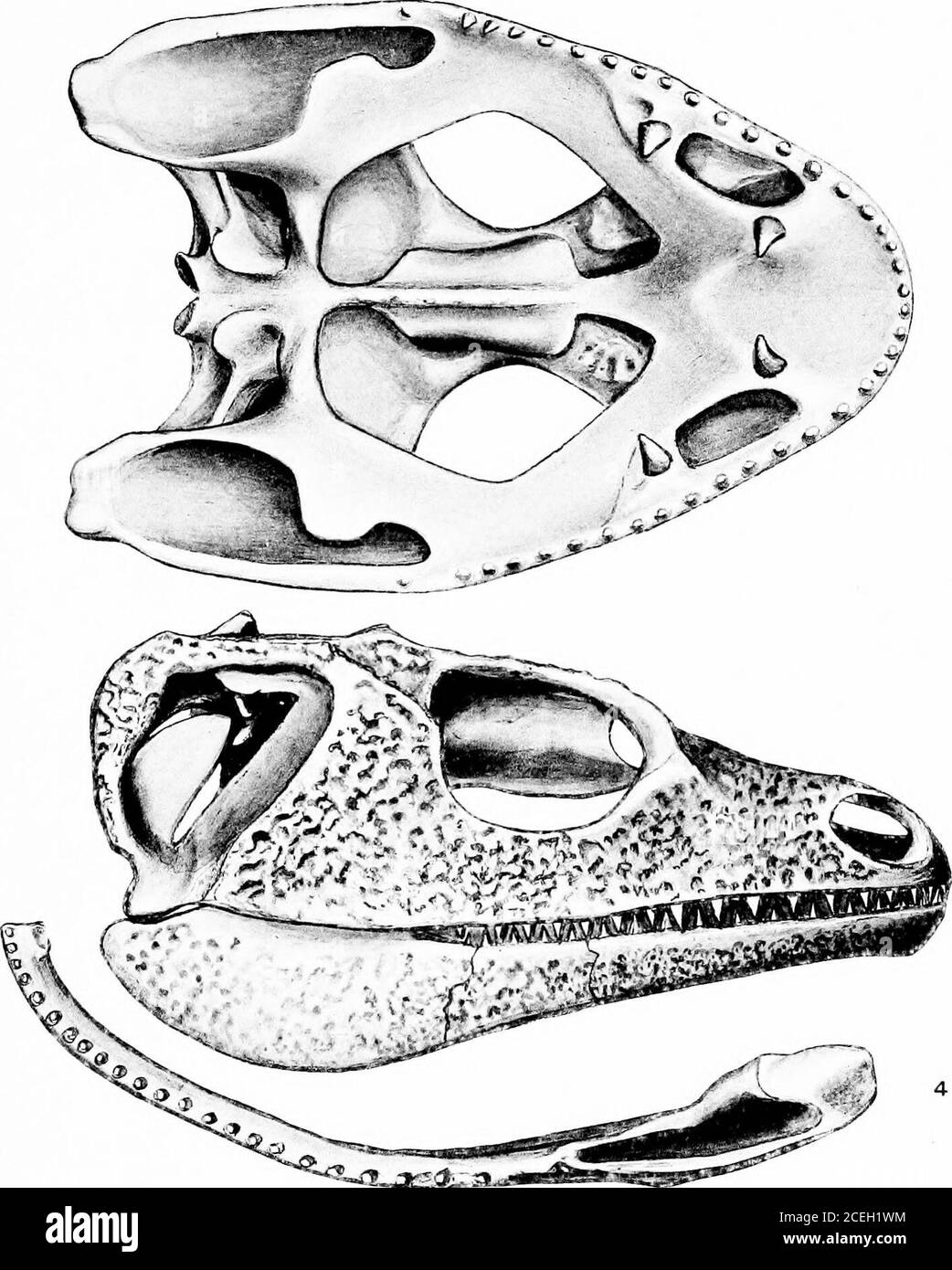 Skull 2 Black and White Stock Photos & Images - Alamy