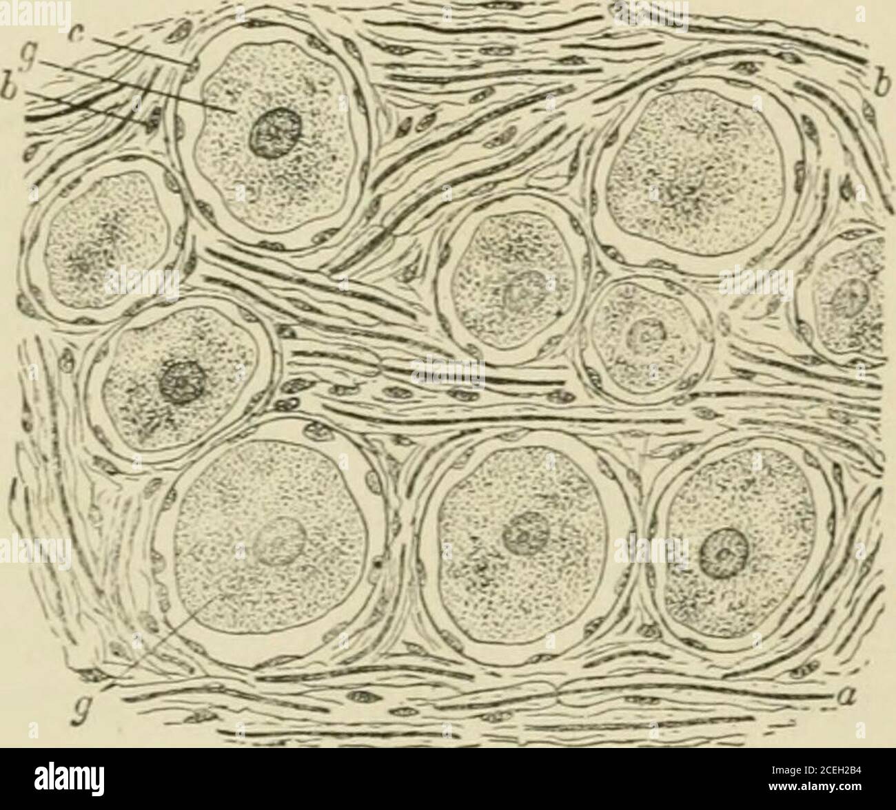 Epineurium hi-res stock photography and images - Alamy