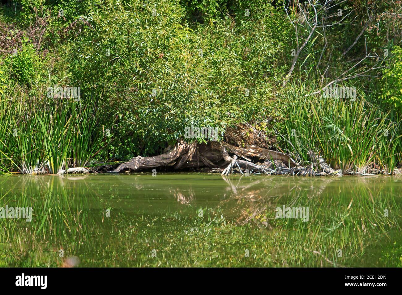 Beautiful dead fallen tree and its reflection in the water Stock Photo ...