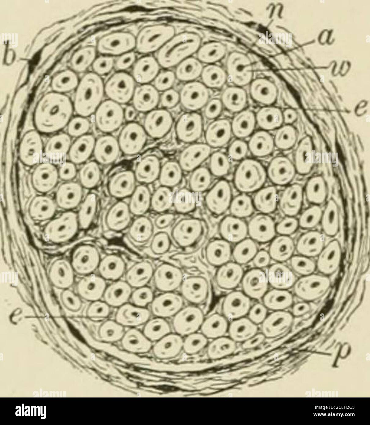 Epineurium hi-res stock photography and images - Alamy