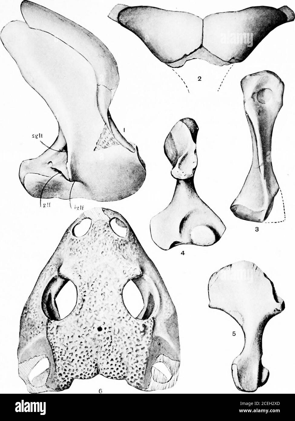 . Revision of the Amphibia and Pisces of the Permian of North America ...