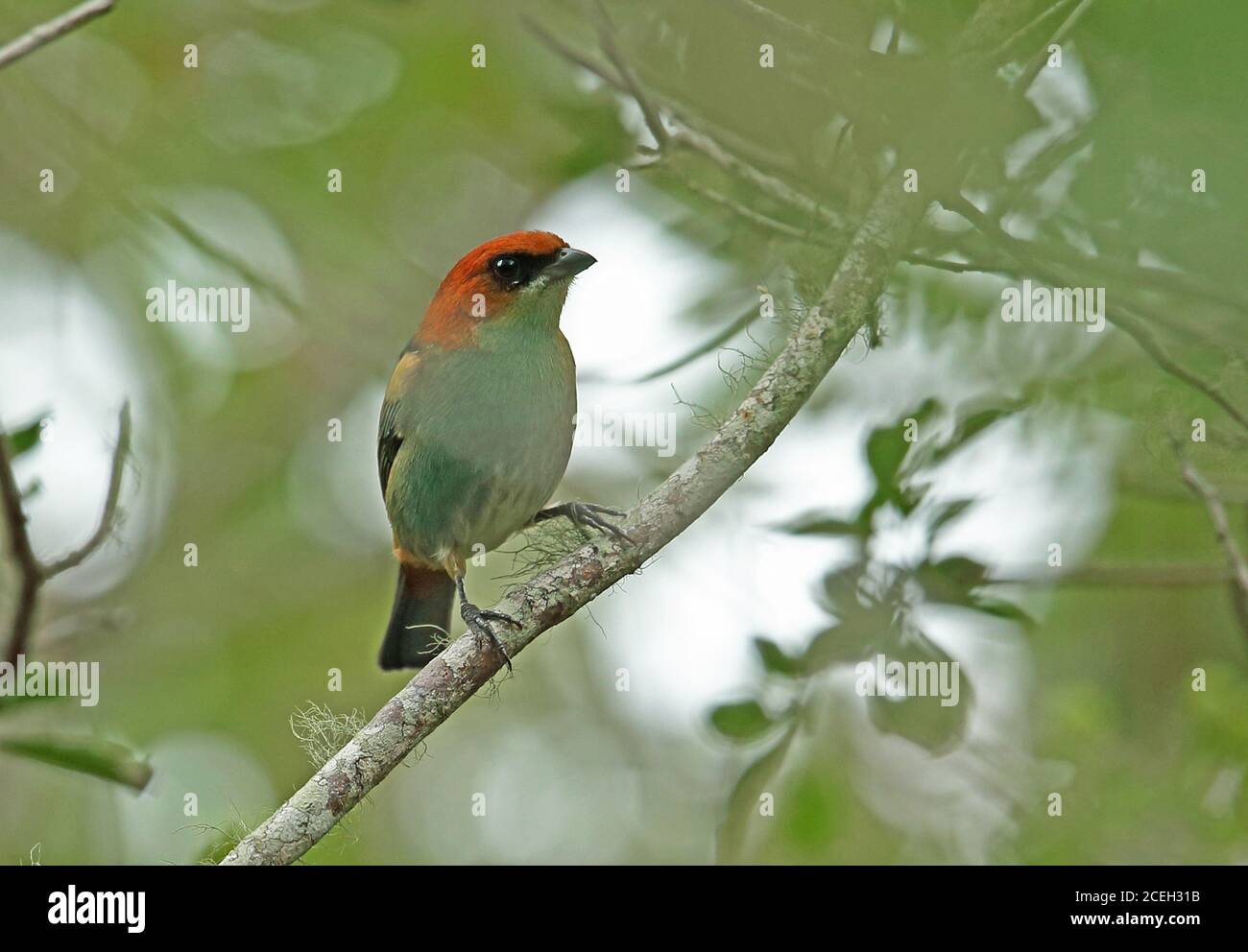 Black backed tanager hi-res stock photography and images - Alamy
