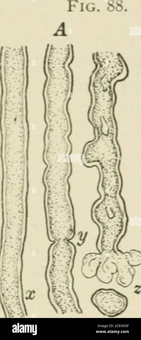 . Text-book of normal histology: including an account of the ...