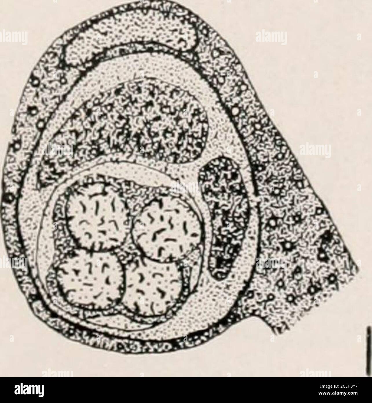 Platygaster hi-res stock photography and images - Alamy