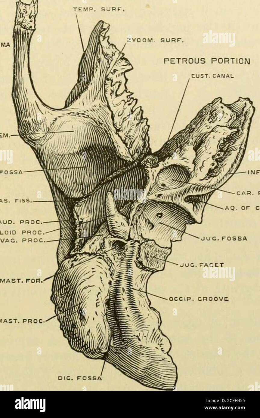 . Quain's Elements of anatomy. margin, and opens into the groove. The ...