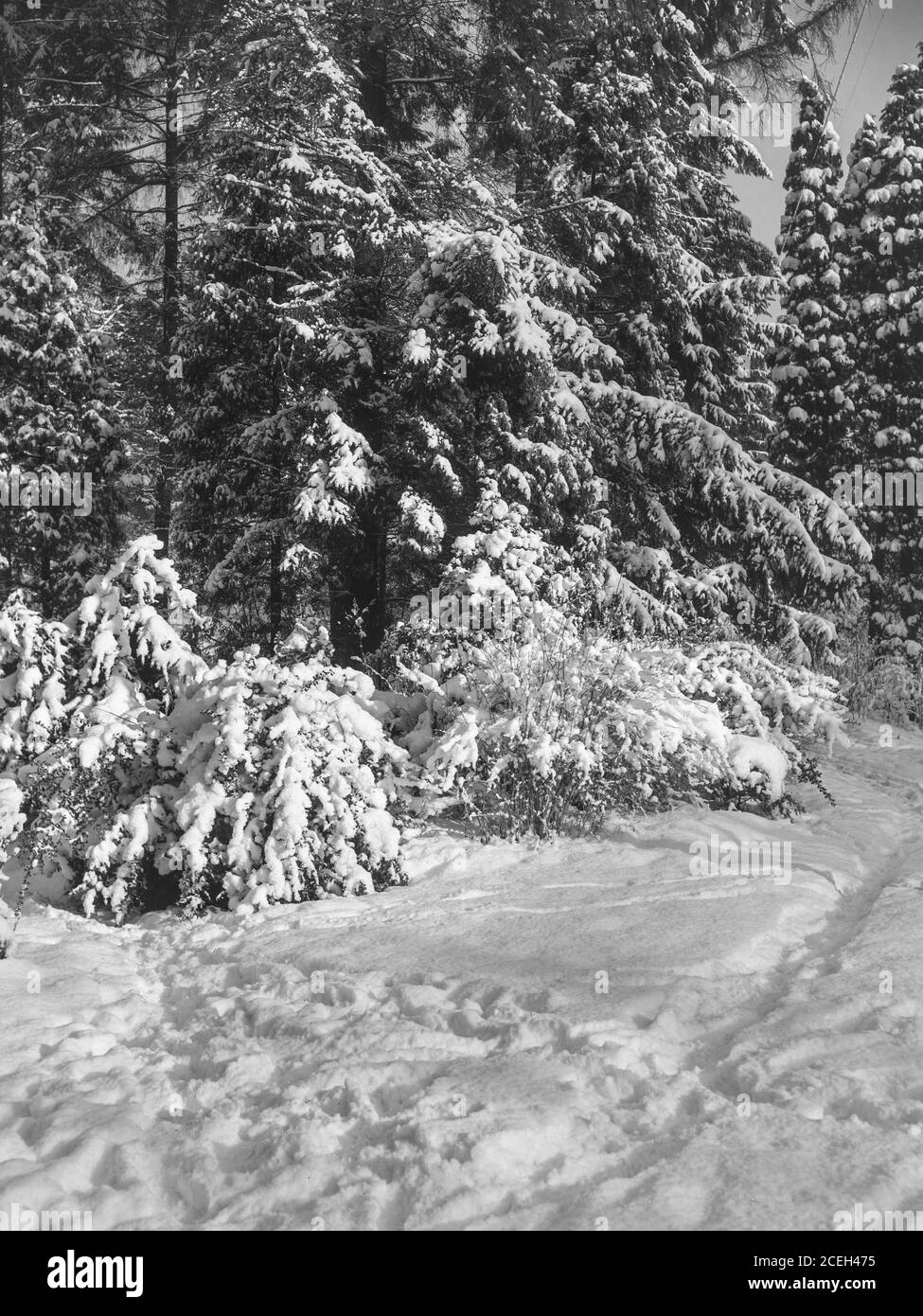 Evergreen trees with snow hi-res stock photography and images - Alamy