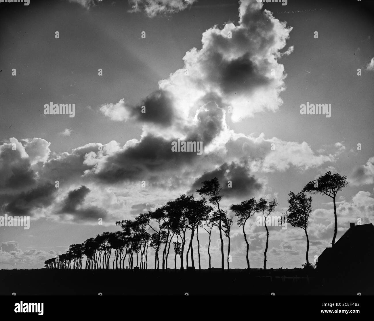 Growing under trees hi-res stock photography and images - Alamy