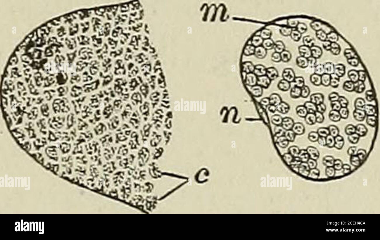 Mysium hi-res stock photography and images - Alamy