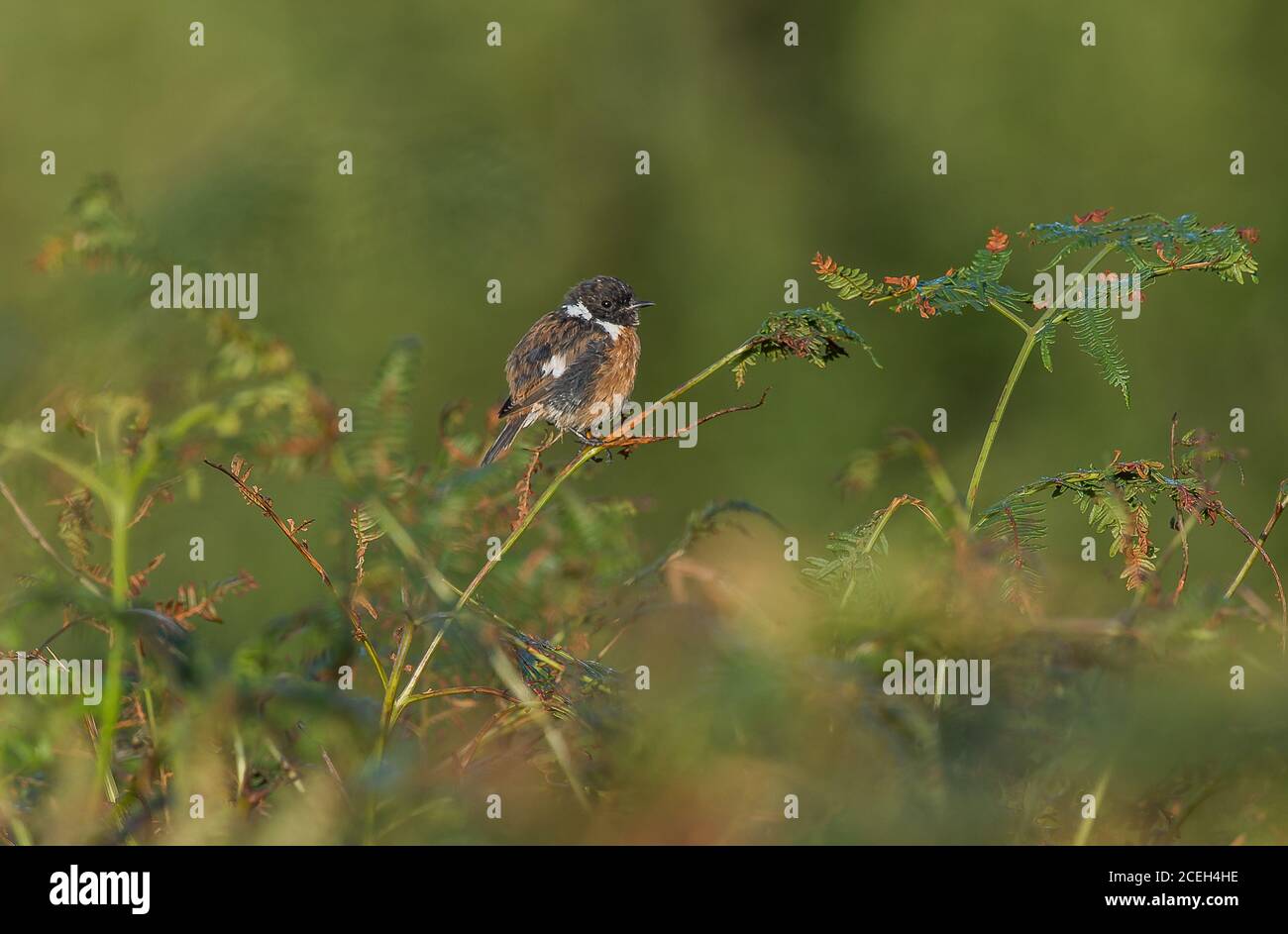 Stonechat moors hi-res stock photography and images - Alamy