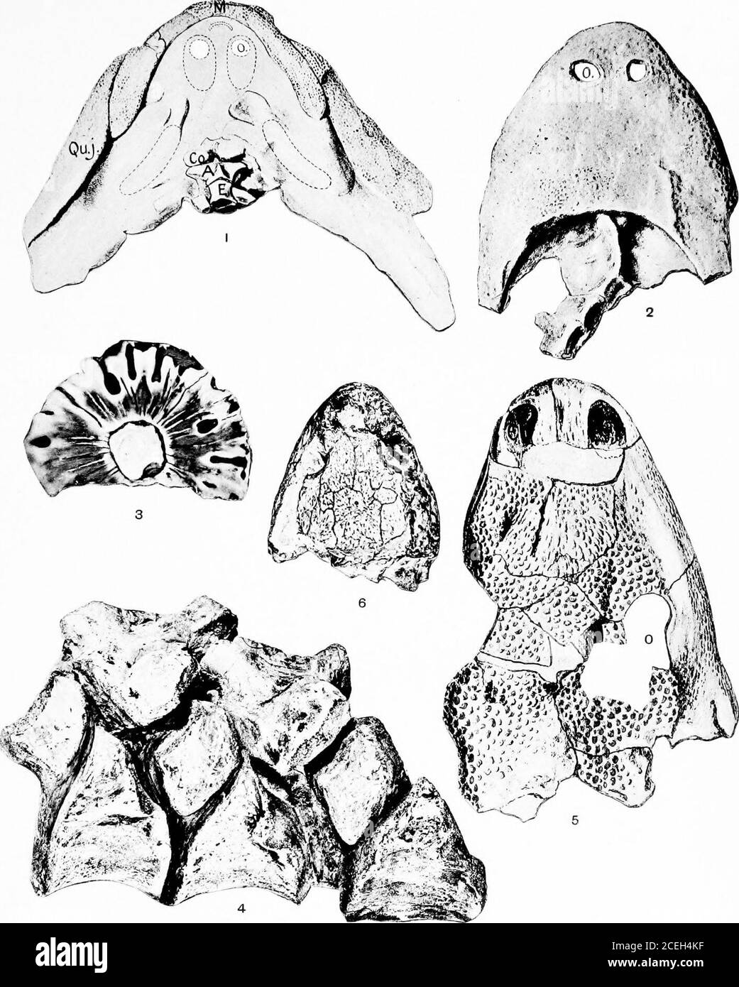 . Revision of the Amphibia and Pisces of the Permian of North America ...