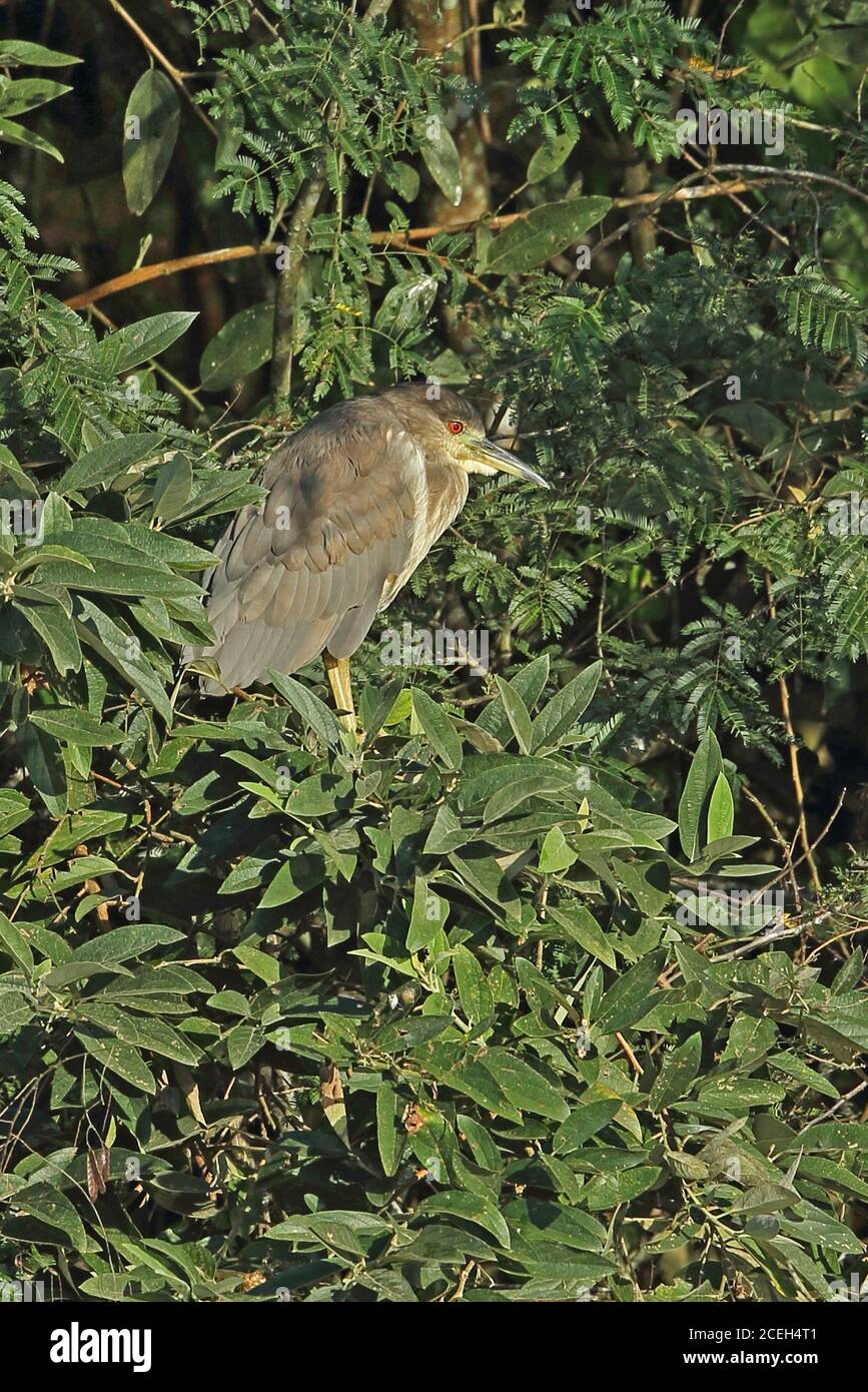 Brazil bird watching hi-res stock photography and images - Alamy