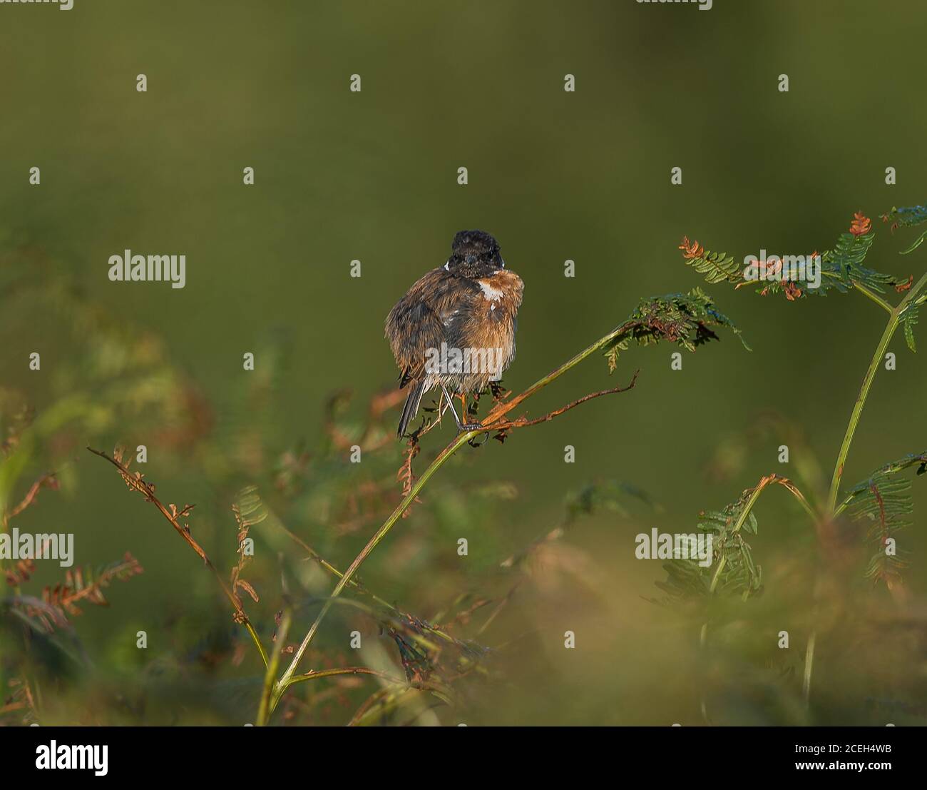 Stonechat moors hi-res stock photography and images - Alamy
