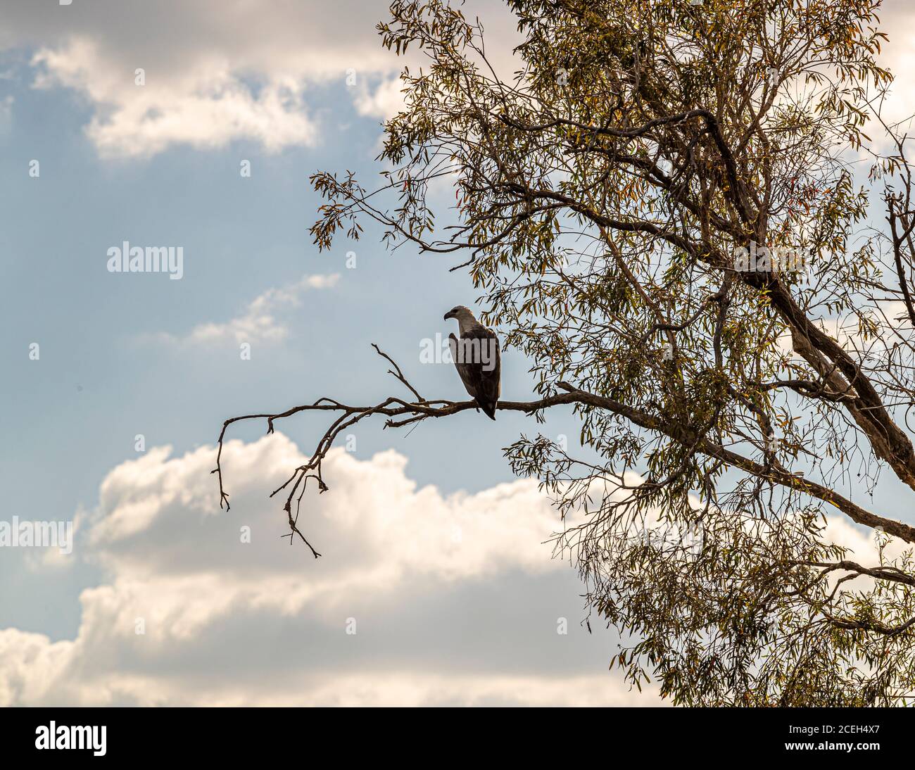 Bald Eagle watches the Guided Tour through the Australian Outback Stock ...