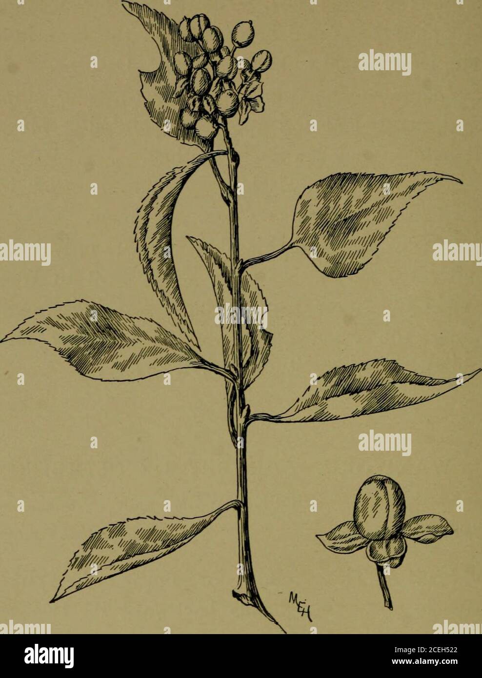 Reddish purple stems and leaves High Resolution Stock Photography and ...