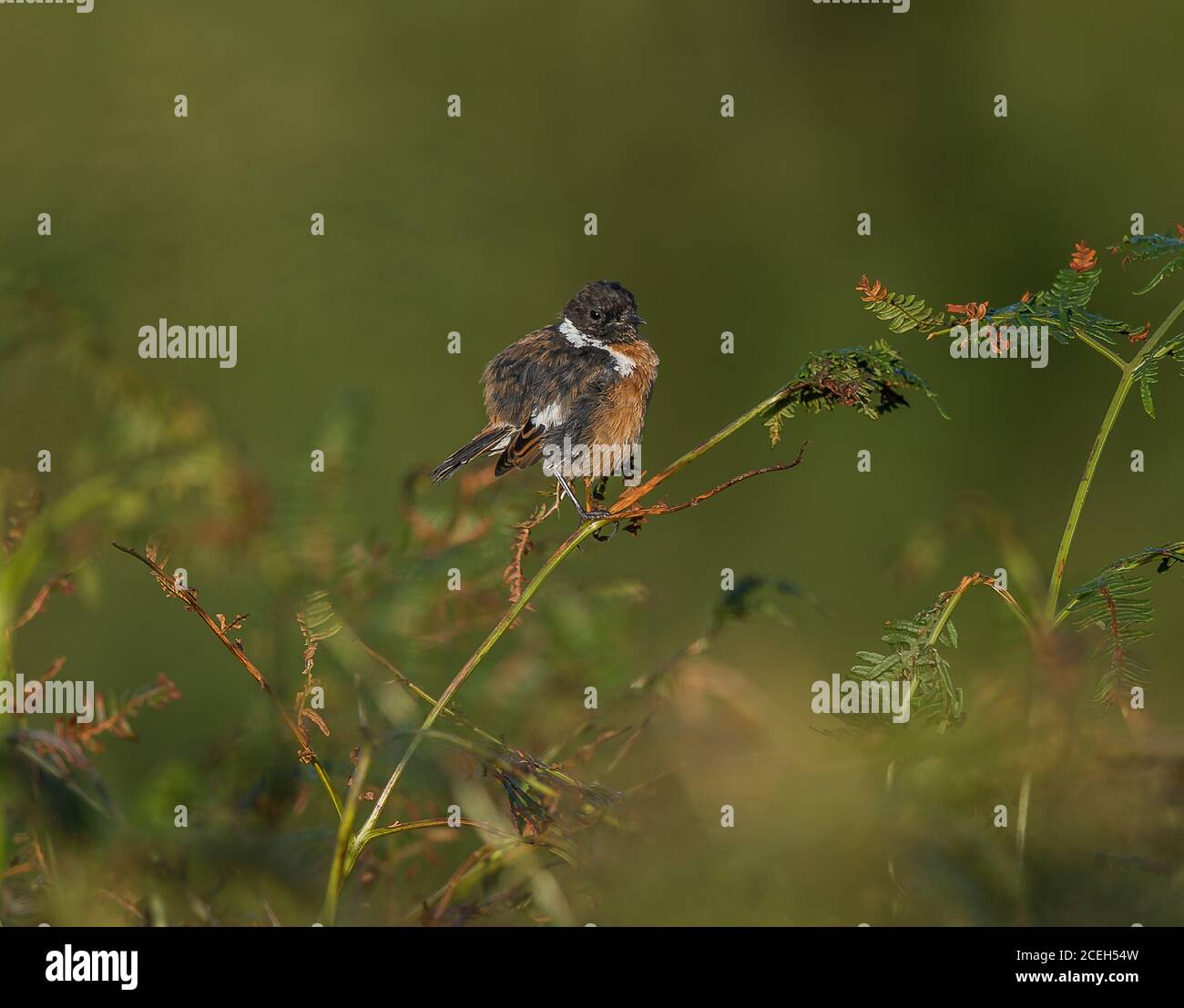 Stonechat moors hi-res stock photography and images - Alamy