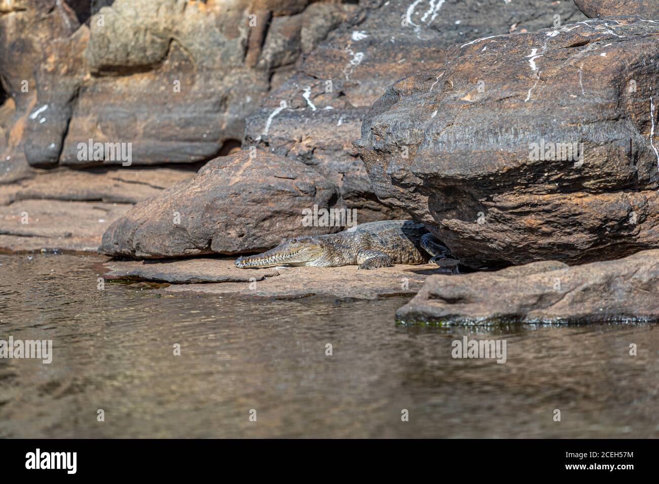 Crocodile onGuided Tour through the Australian Outback Stock Photo - Alamy