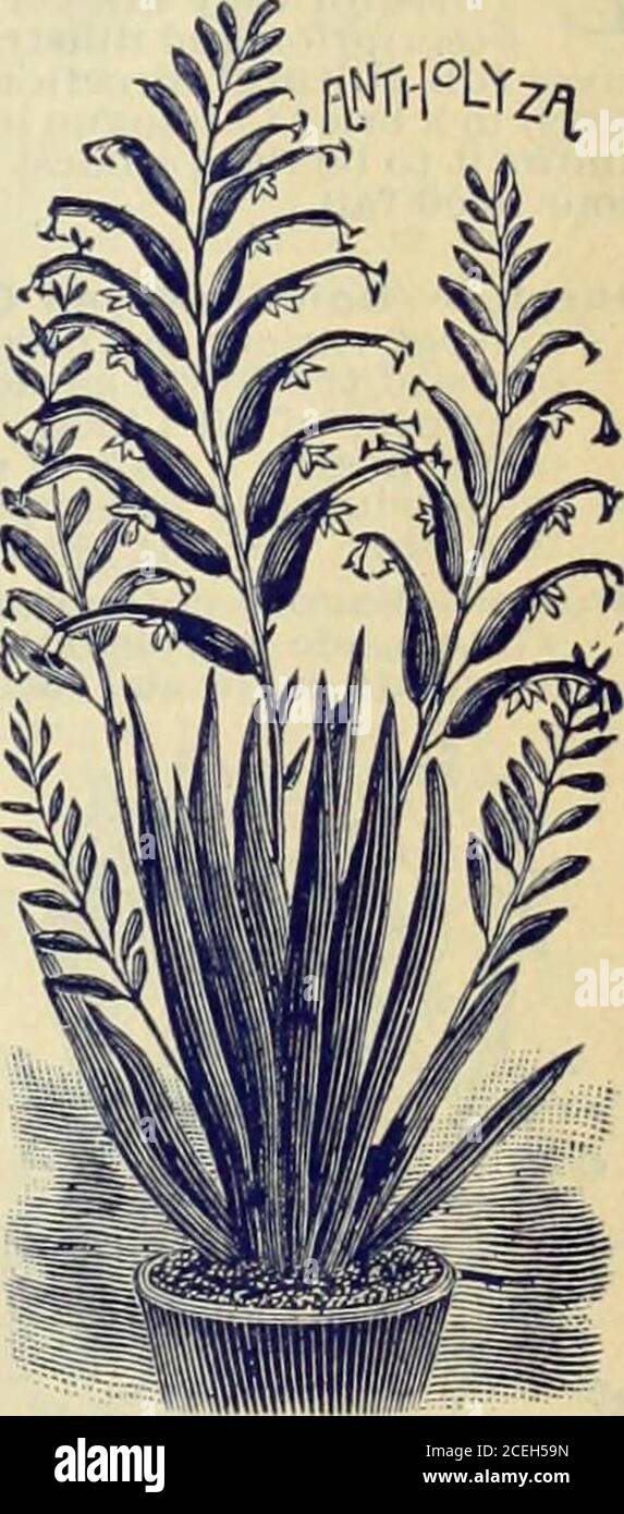 Black adder 2 hi-res stock photography and images - Alamy