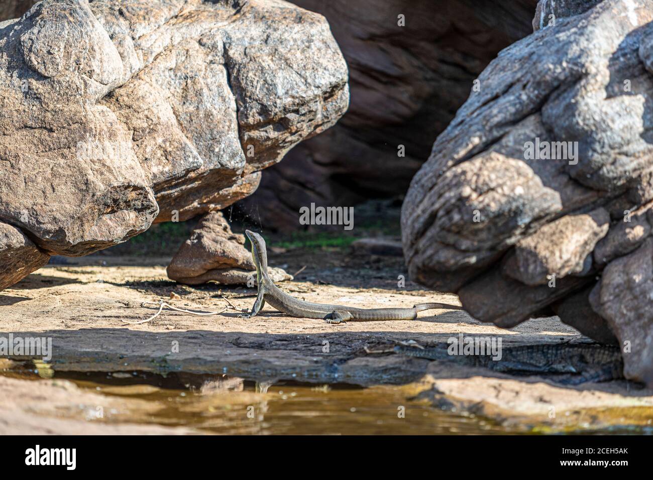 Goanna rock art hi-res stock photography and images - Alamy
