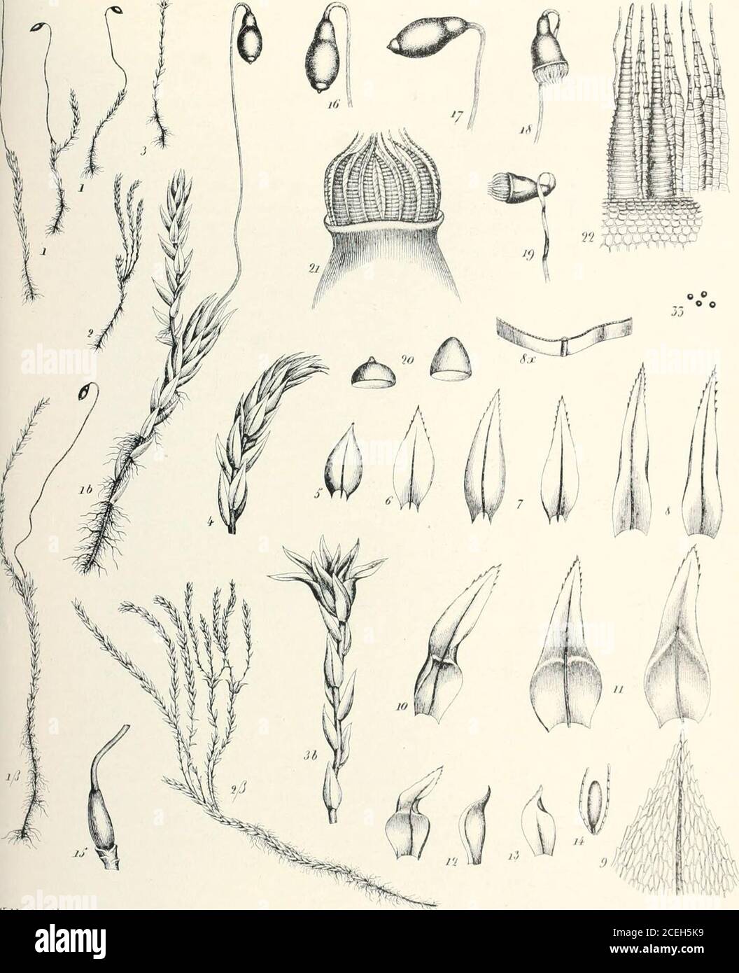 . Mosses with hand-lens and microscope : a non-technical hand-book of ...
