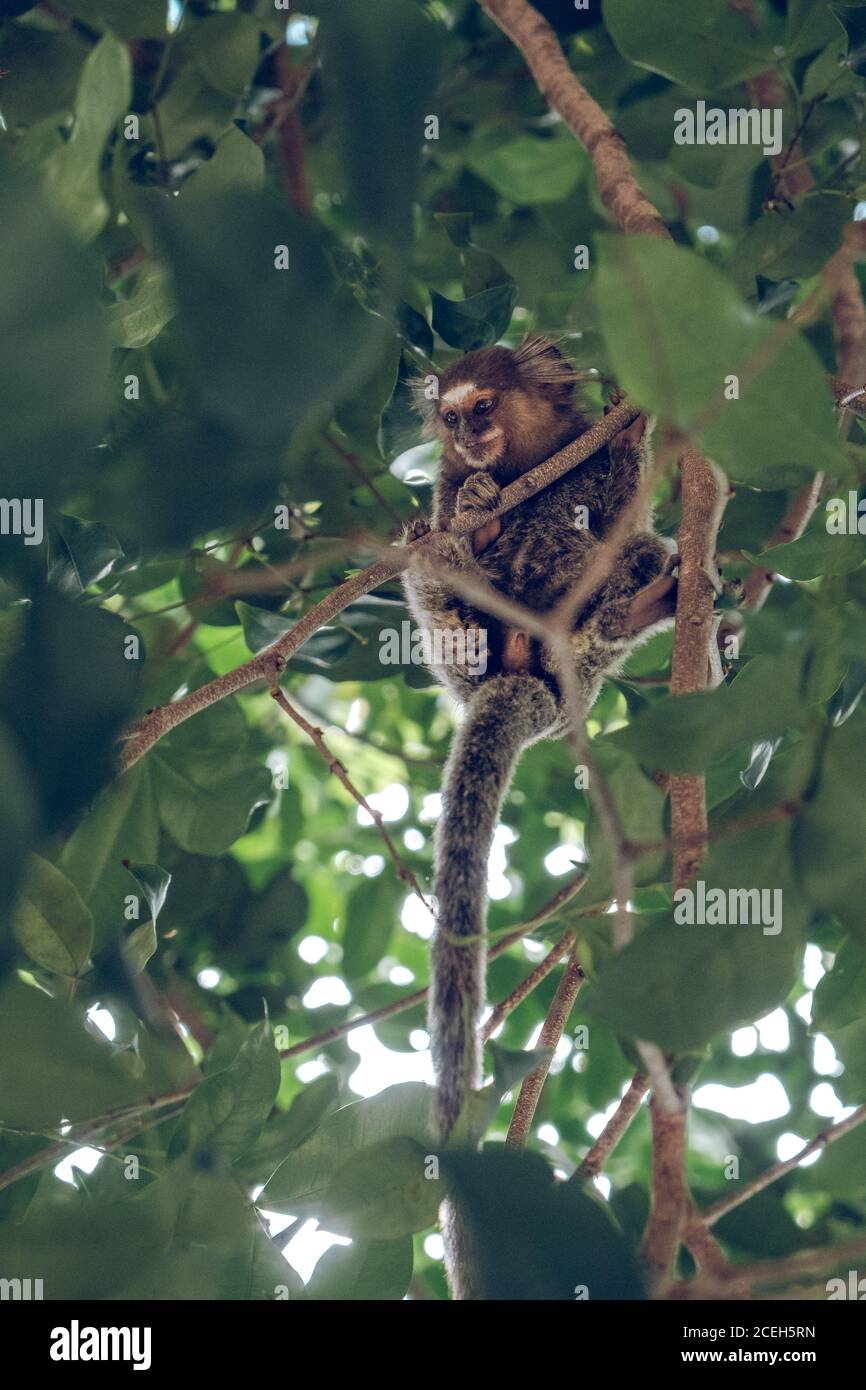From below wild animal sitting on wood twig between green foliage in ...