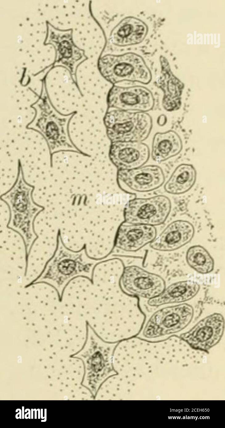 . Text-book of normal histology: including an account of the ...