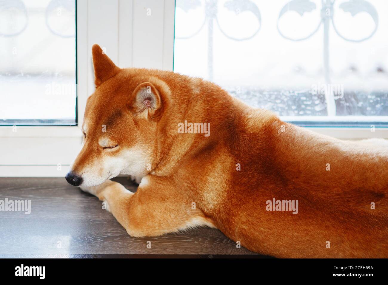 Japanese Shiba Inu dog near a window. Red shiba inu dog sitting on ...