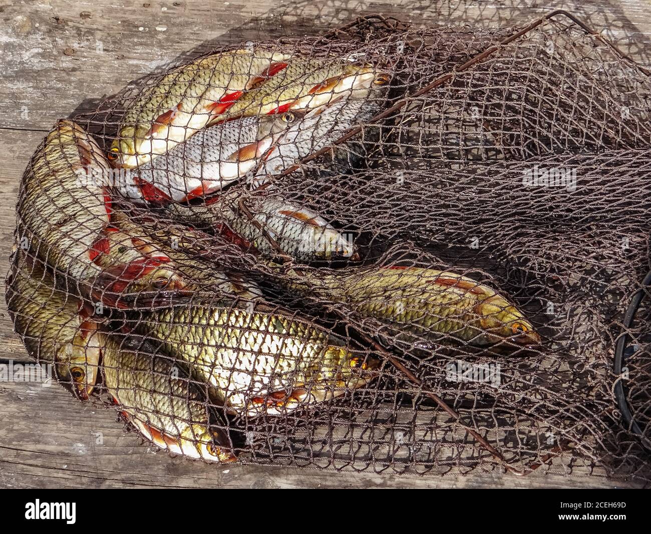 Freshly caught river rudd fishes on wooden background. Just caught rudd ...