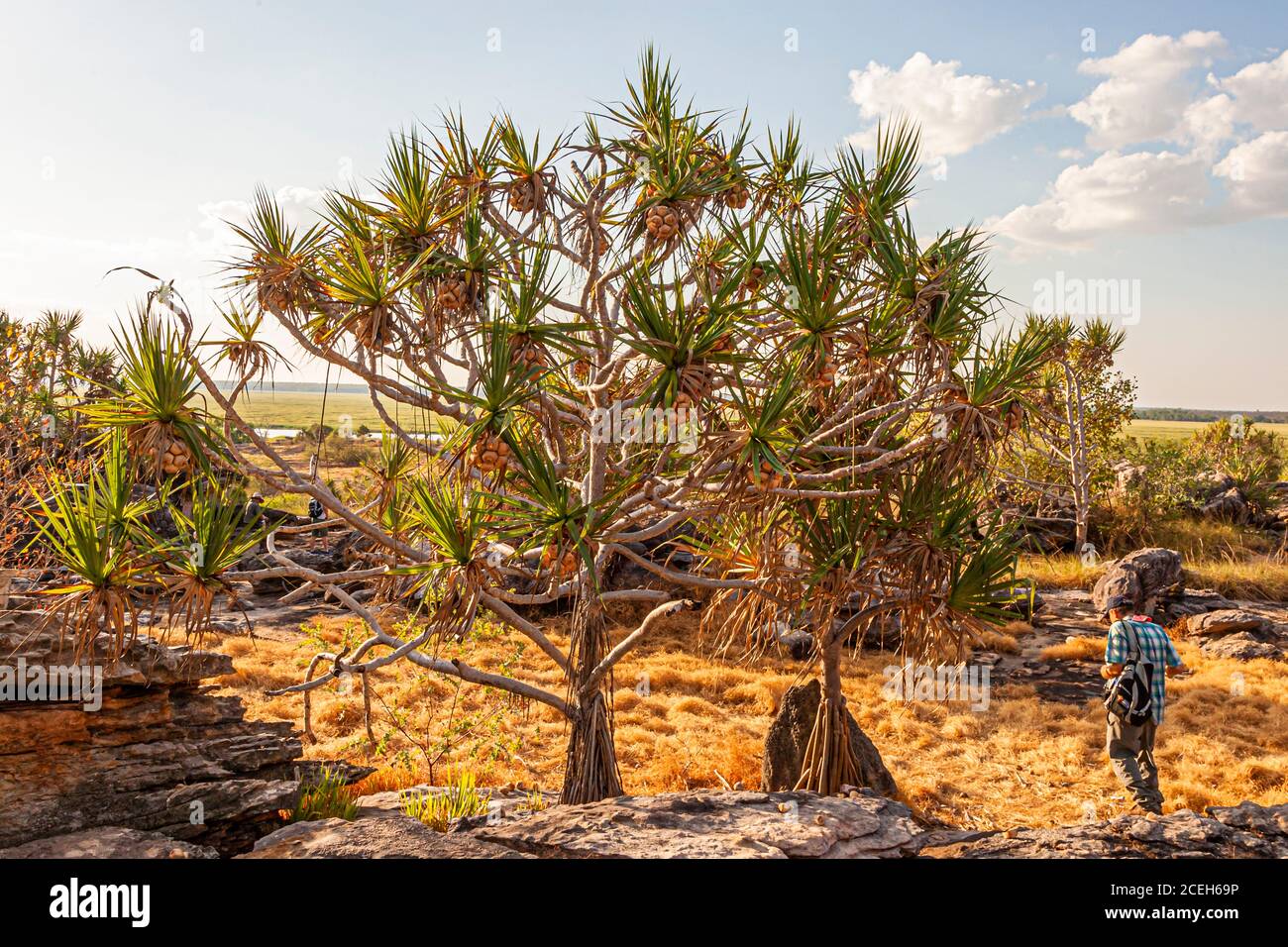 Pandanus on Guided Tour through the Australian Outback Stock Photo - Alamy