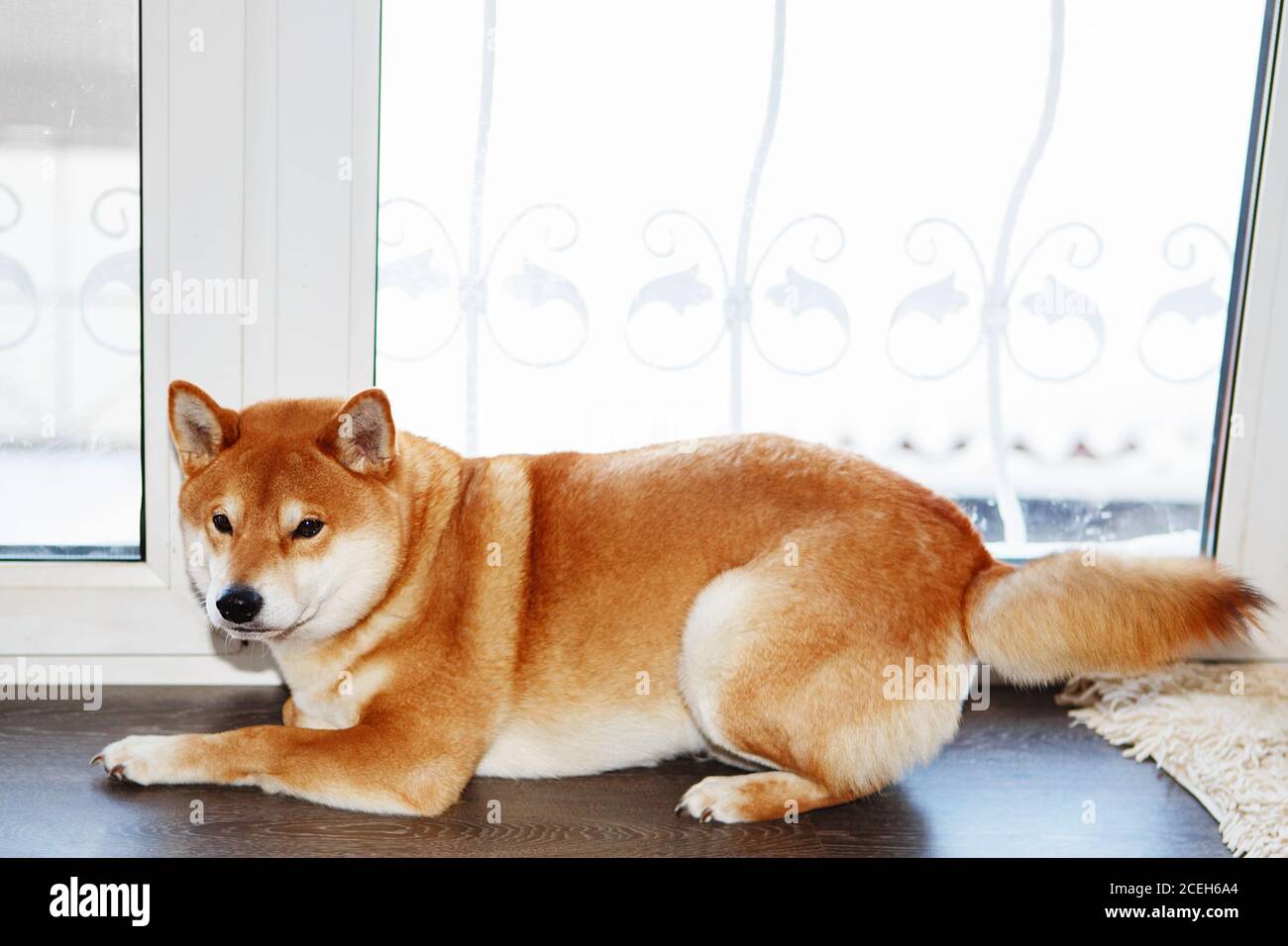 Japanese Shiba Inu dog near a window. Red shiba inu dog sitting on ...